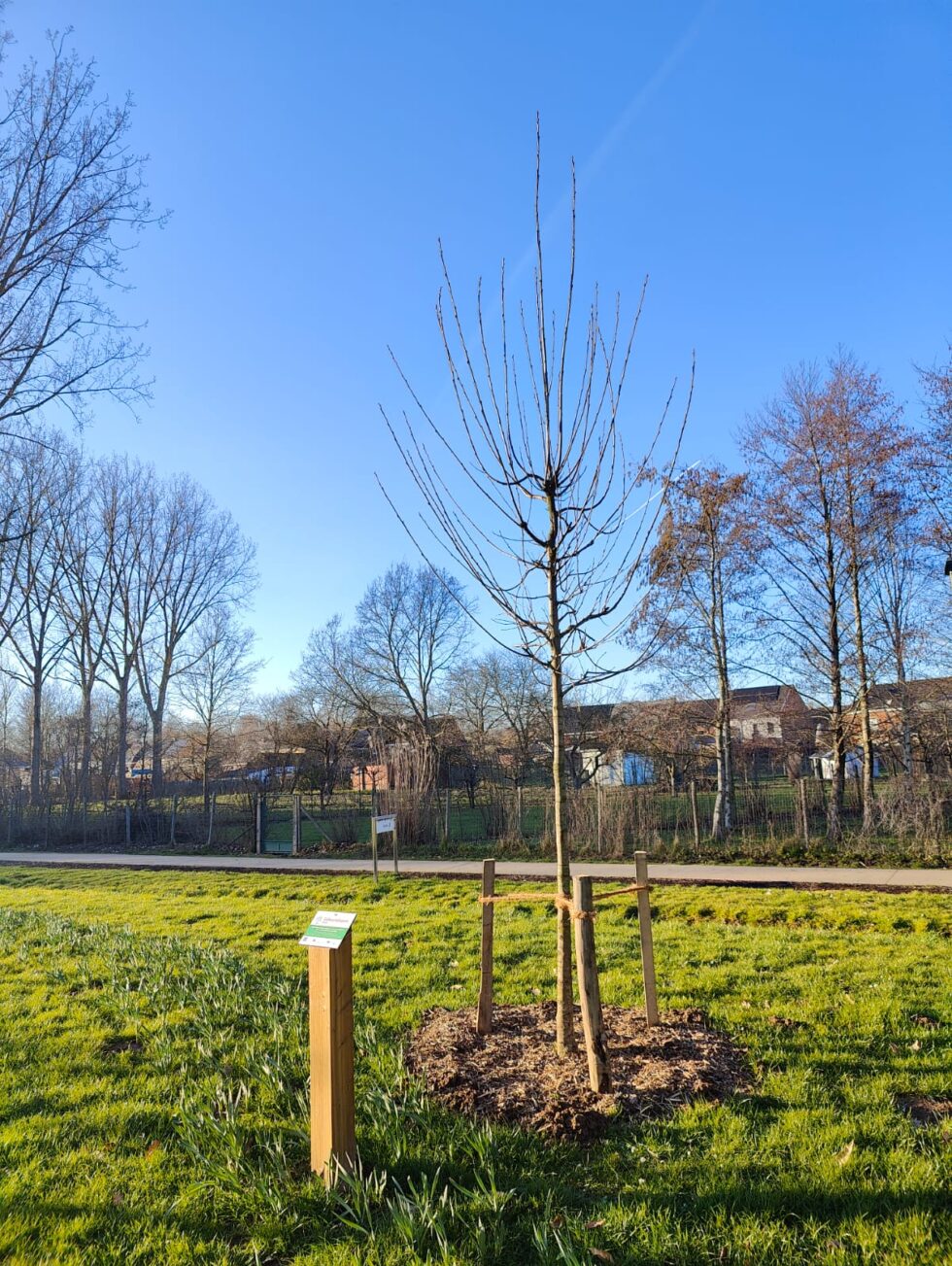 Geboortebomen 2019 | Gemeente Brakel
